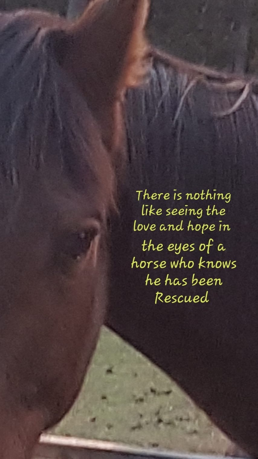 Our Mission – Equine Rescue Rehabilitation Resort